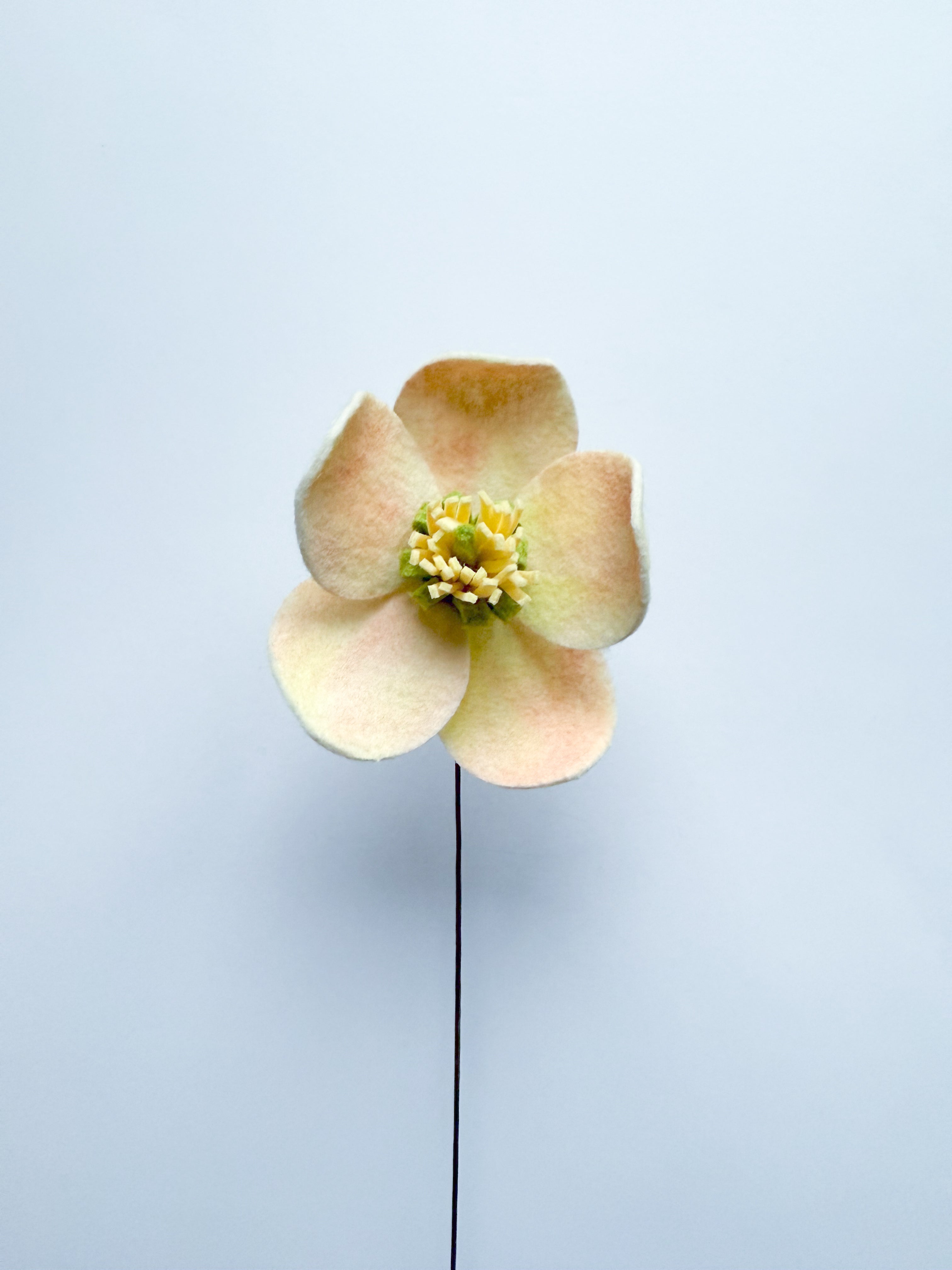 Peach Hellebores – Humble Flourishing